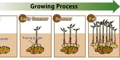 Black Vinegar with Ginger (62 capsules per month) | Yawata