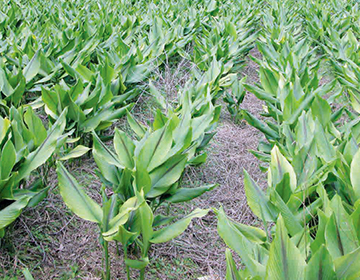 Japanese Turmeric (270 tablets For 3 months) | Yawata